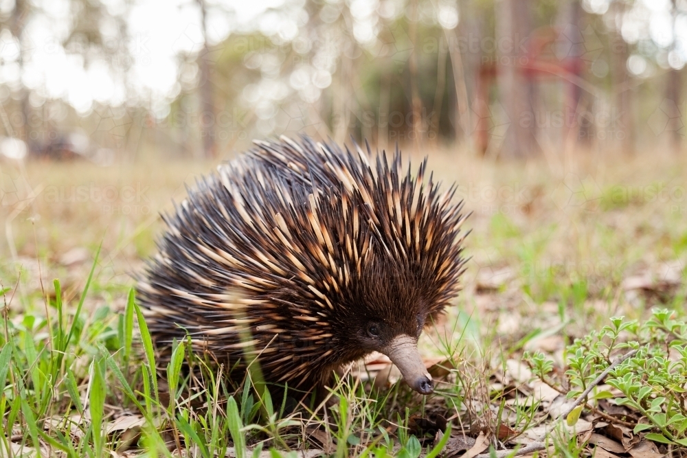 Image of Echidna native Australian animal walking through paddock ...
