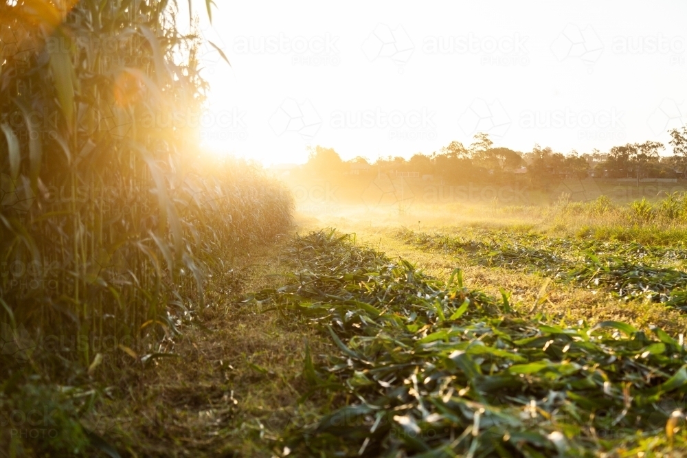Image of Edge of crop paddock being harvested at sunset - Austockphoto