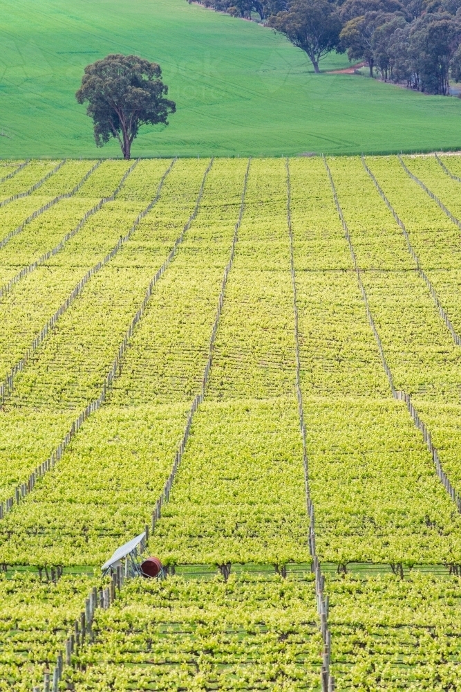 Image of Elevated view of rows of green vines in a vineyard - Austockphoto