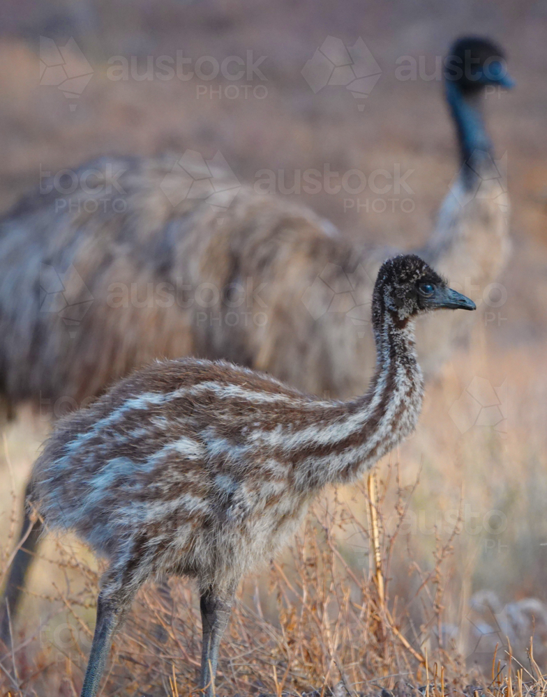 Image of Emu and emu chick standing in a dry grassy field - Austockphoto