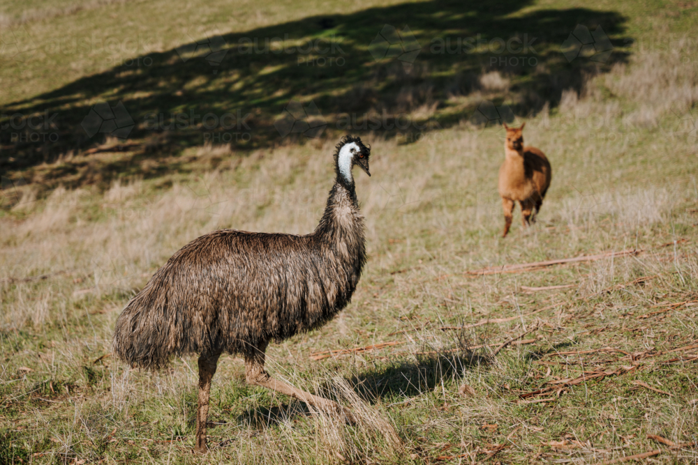 Image of Emu grazing on the grassy field with alpaca standing on a ...