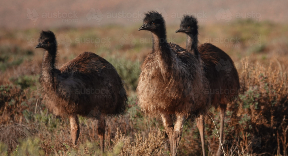 Image of Emu in the Outback - Austockphoto