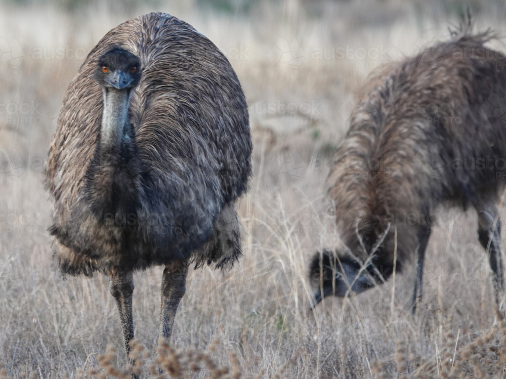 Image of Emu in the Outback - Austockphoto