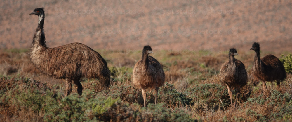 Image of Emu in the Outback - Austockphoto