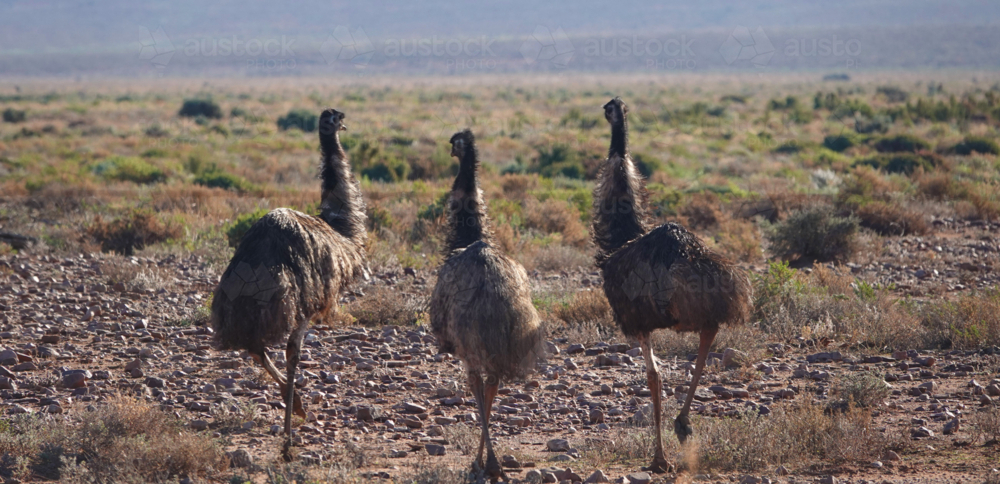 Image of Emu in the Outback - Austockphoto