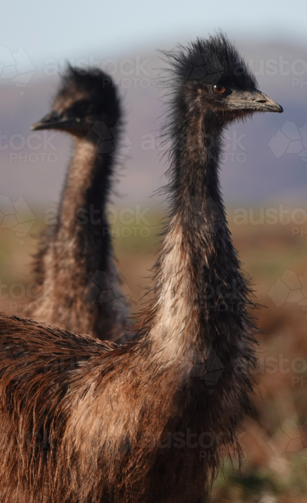 Image of Emu in the Outback - Austockphoto