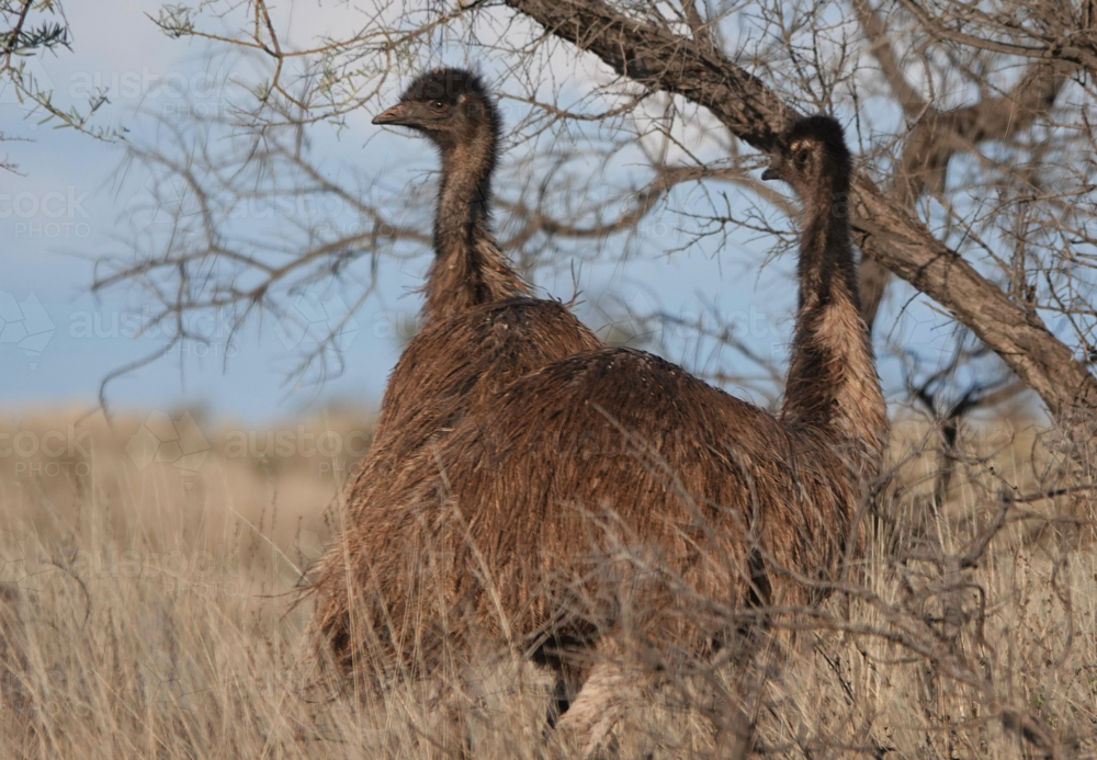 Image of Emu in the Outback - Austockphoto