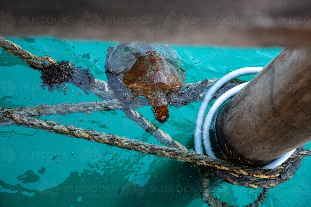 Image of endangered sea turtle climbing onto ropes to rest - Austockphoto