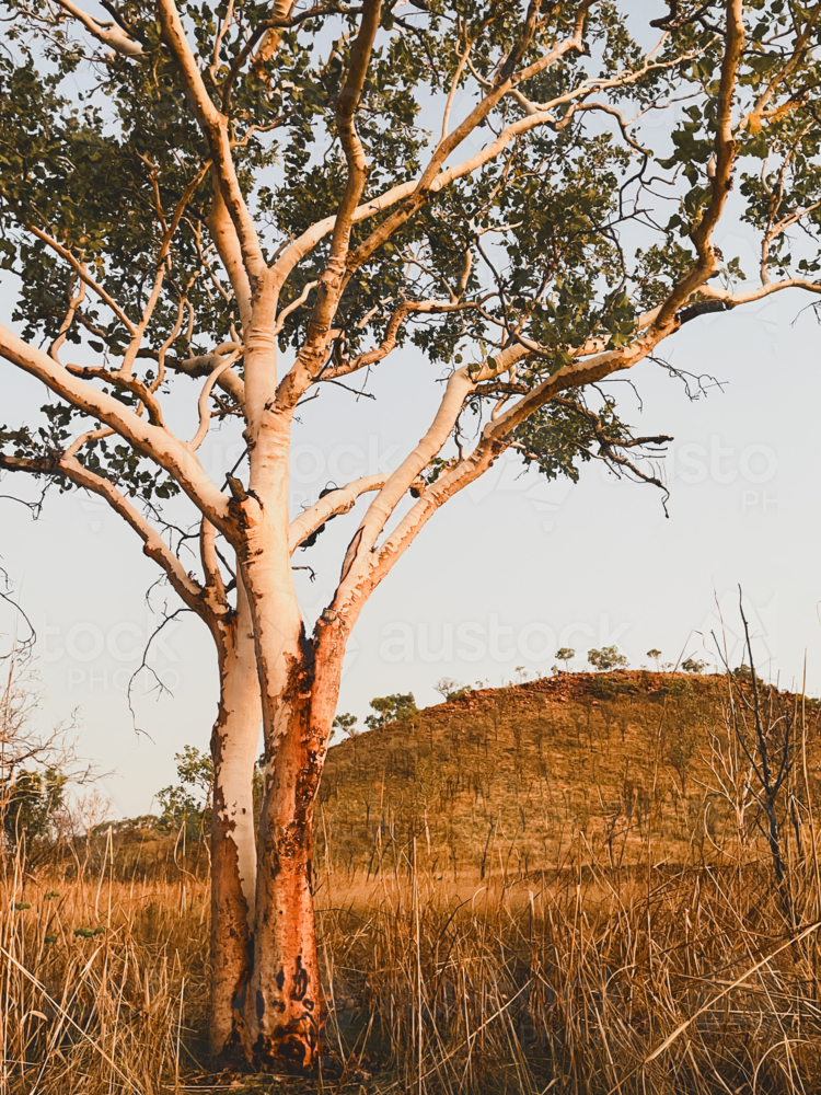 Image of Eucalyptus gum tree standing tall in a dry grassy land at ...