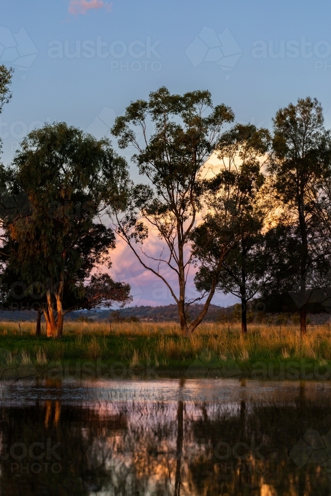 Image of Eucalyptus gum trees reflected in water of dam in green farm ...