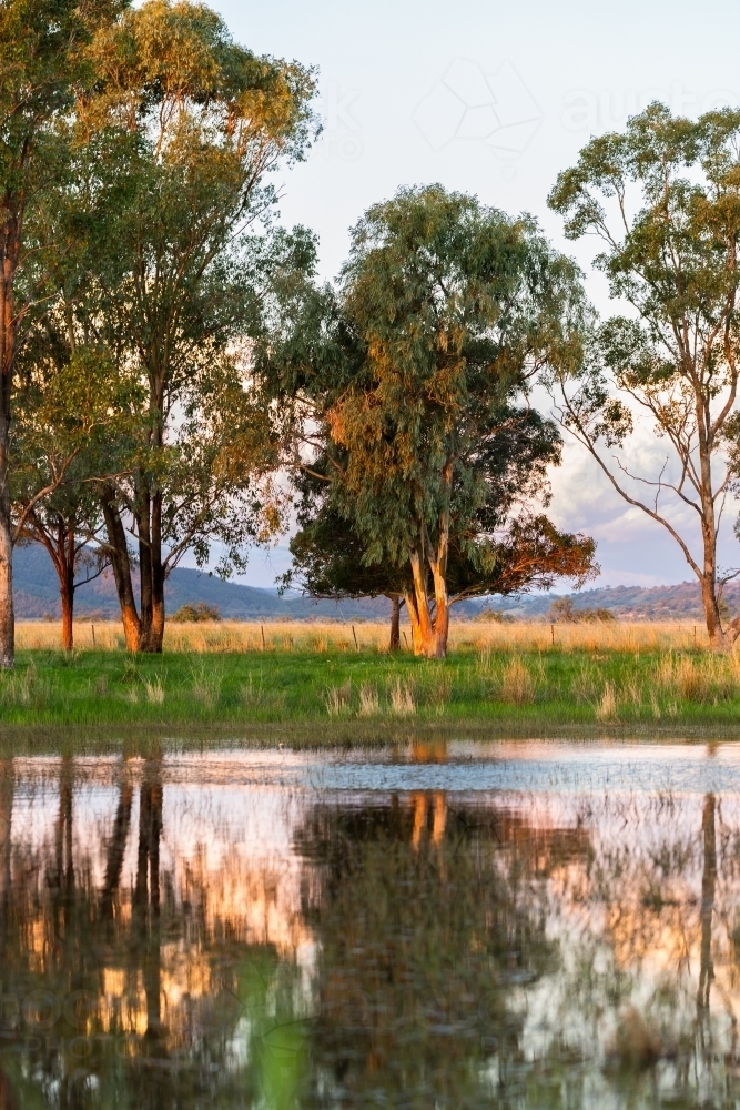 Image of Eucalyptus gum trees reflected in water of dam in green farm ...