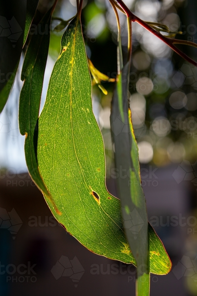 Image of Eucalyptus obliqua leaf - Austockphoto