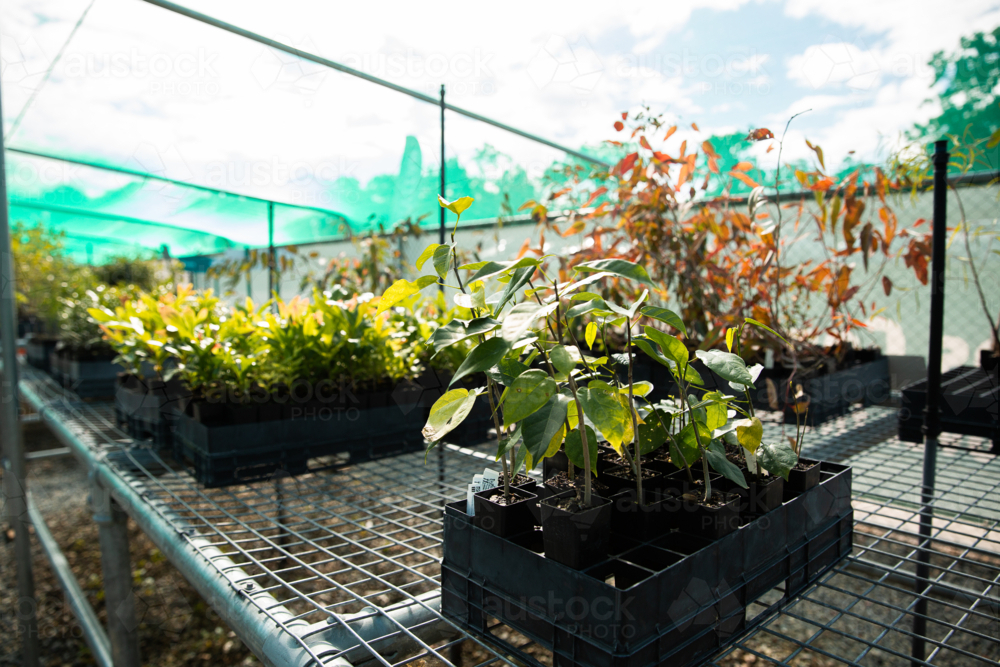 Image of eucalyptus trees for sale at a nursery - Austockphoto