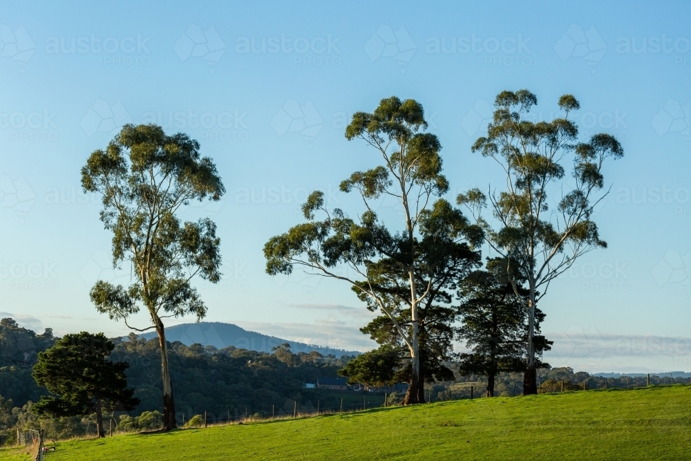 Image of eucalyptus trees on green hillside - Austockphoto