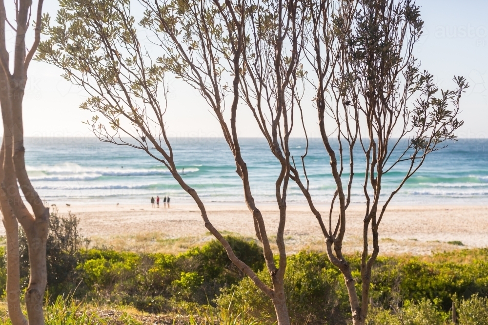 Image of evening light at Blueys beach, nsw through trees - Austockphoto
