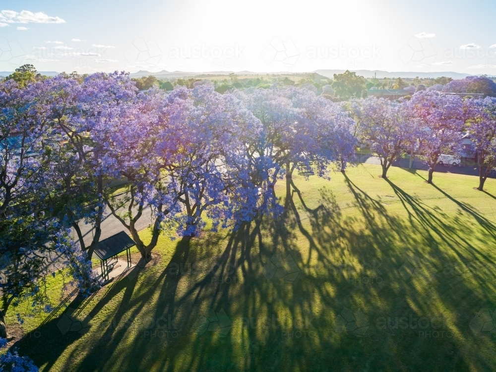 Image of Evening sunlight through purple flowering jacaranda trees and ...
