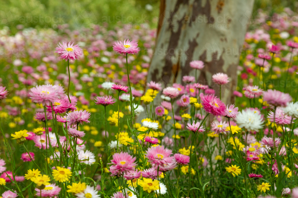 Image of Everlasting Daisies and gum tree trunk in Kings Park, Western ...