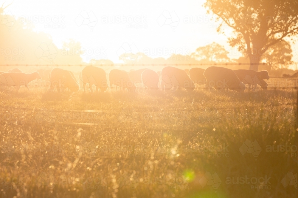 Image of Ewes (sheep) grazing at sunset in evening light in a paddock ...