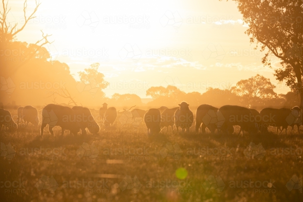 Image of Ewes (sheep) grazing at sunset in evening light in a paddock ...
