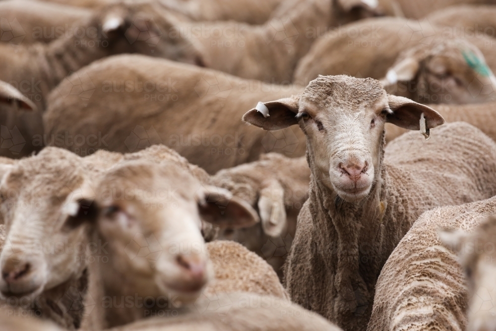 Image of Face of an individual ewe in a mob of shorn sheep - Austockphoto