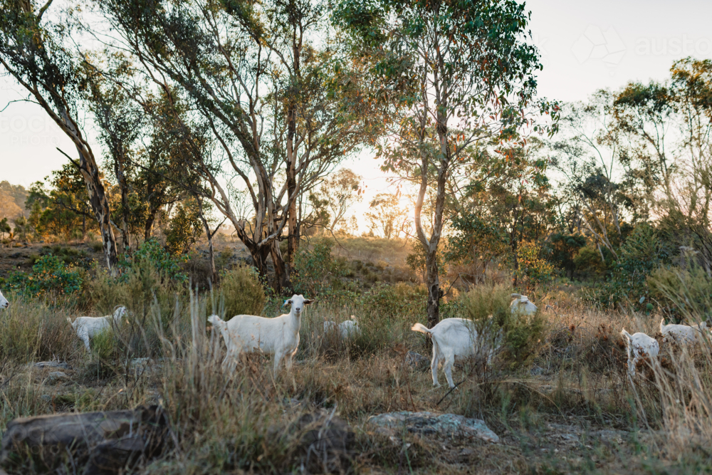 Image of Family of goats grazing in rocky field at sunset - Austockphoto