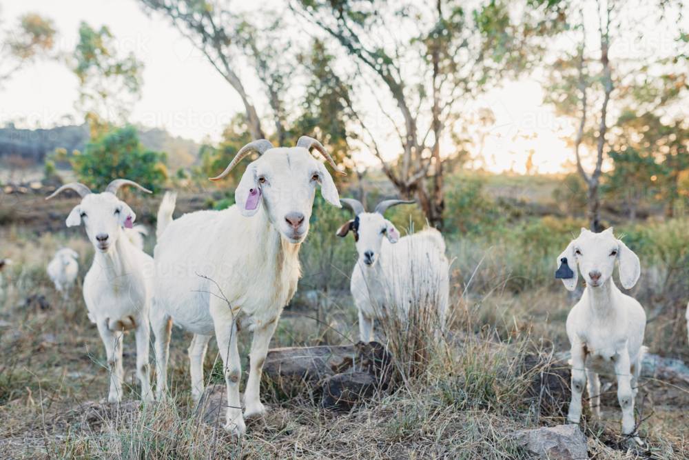 Image of Family of goats grazing in rocky field at sunset - Austockphoto