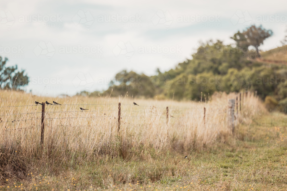 Image of Family of willy wagtail birds sitting on farm fence in rural ...
