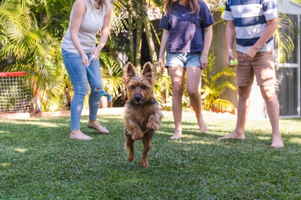 Image of family playing with their dog in the backyard - Austockphoto