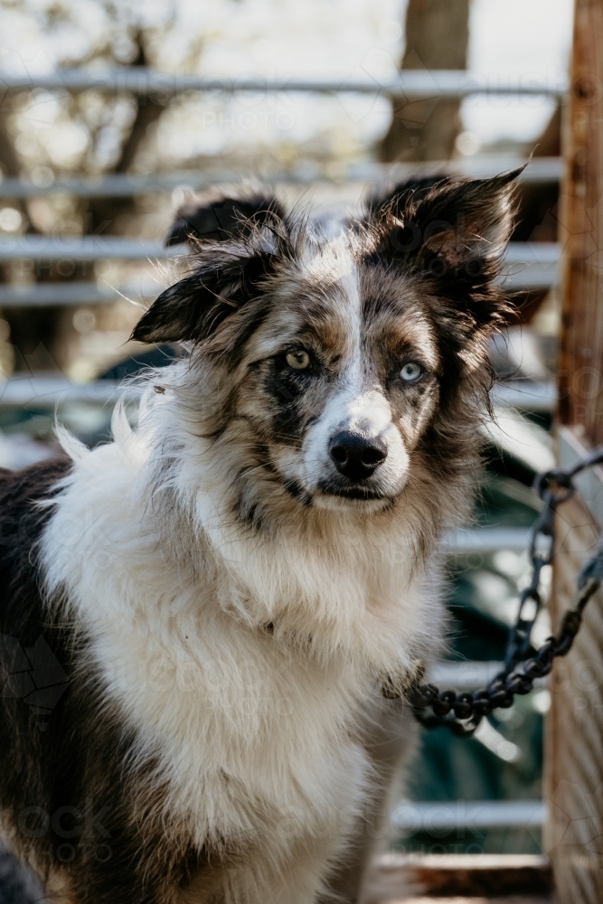 Image of Farm dog with an alert look. - Austockphoto