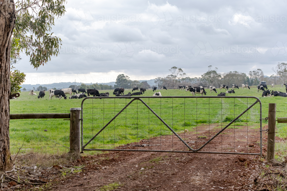 Image of Farm gate with dairy cows grazing - Austockphoto