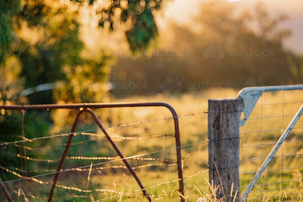 Image of Farm gates bathed in golden afternoon light at sunset ...