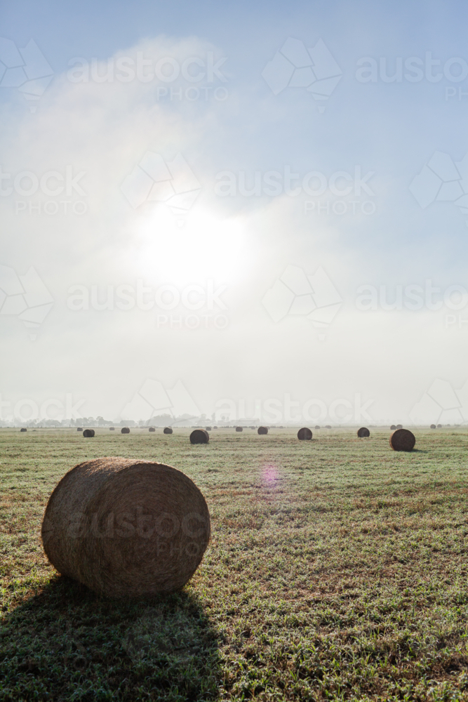 Image of farm paddock filled with round hay bales in rural landscape on ...