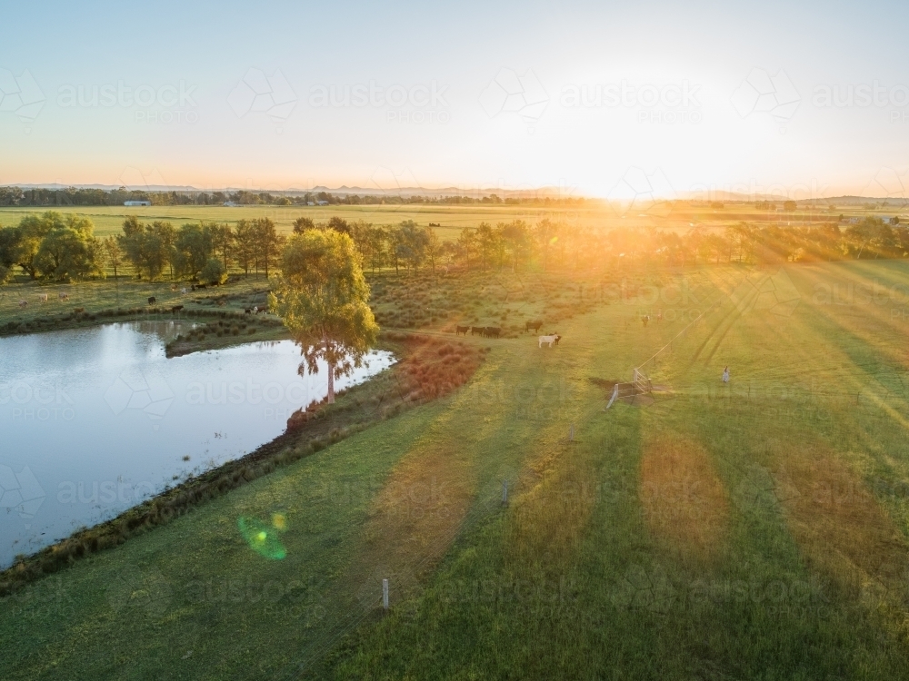 Image of farm paddock scenery with dam and cows in the last light of ...