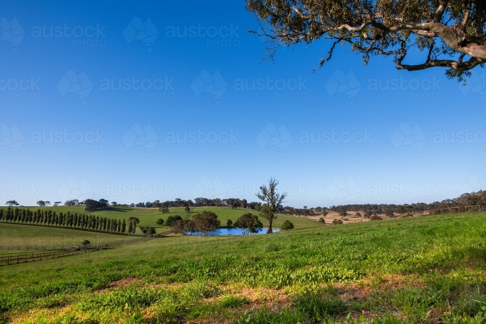 Image of farm paddock with dam in the background - Austockphoto