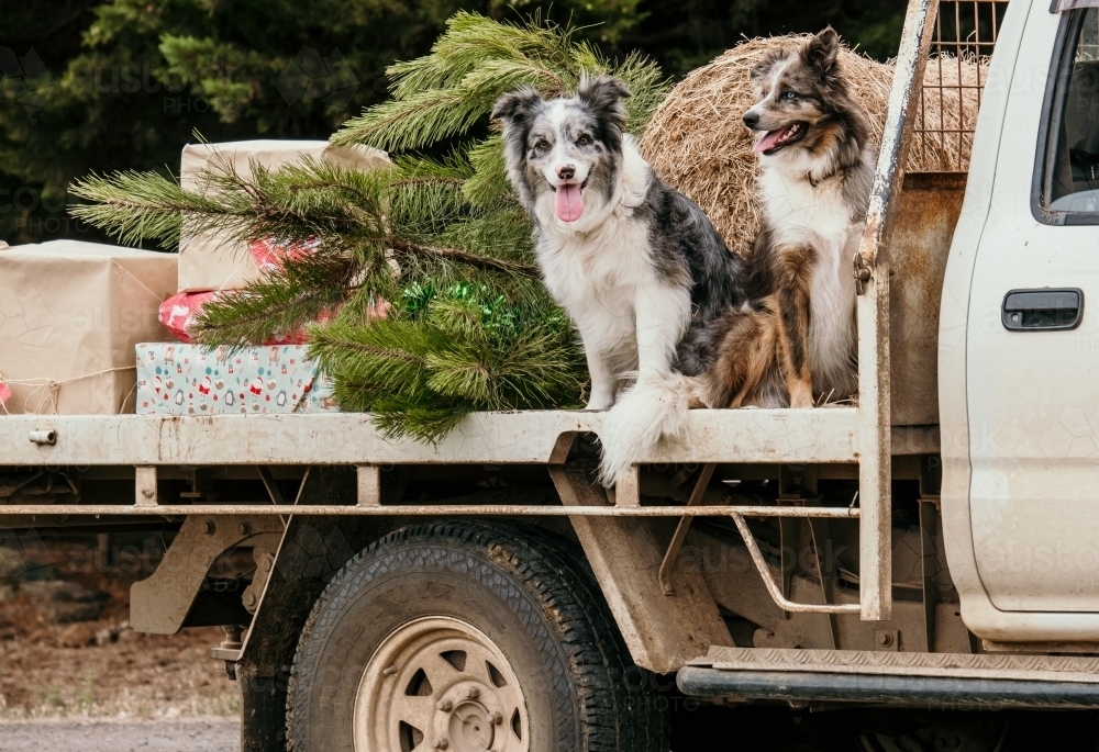 Image of Farm ute loaded for Christmas with dogs and gifts. - Austockphoto