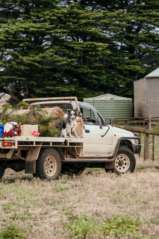 Image of Farm Ute loaded with working dogs and Christmas necessities ...