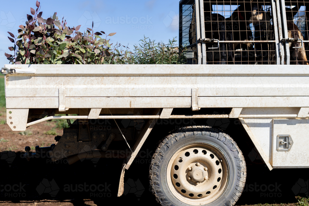 Image of Farm ute with tree seedlings on the back ready to plant out ...