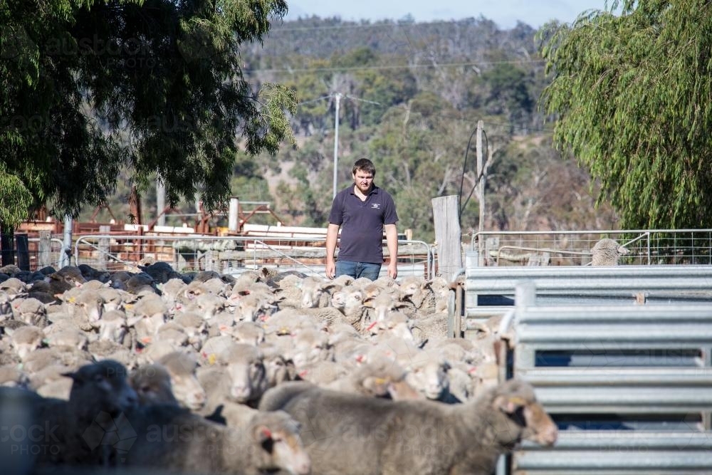 Image of Farm worker bringing sheep into yards - Austockphoto