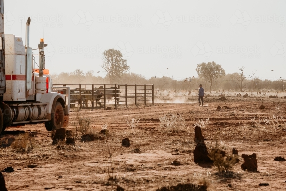 Image of Farmer checks stock in the outback. - Austockphoto
