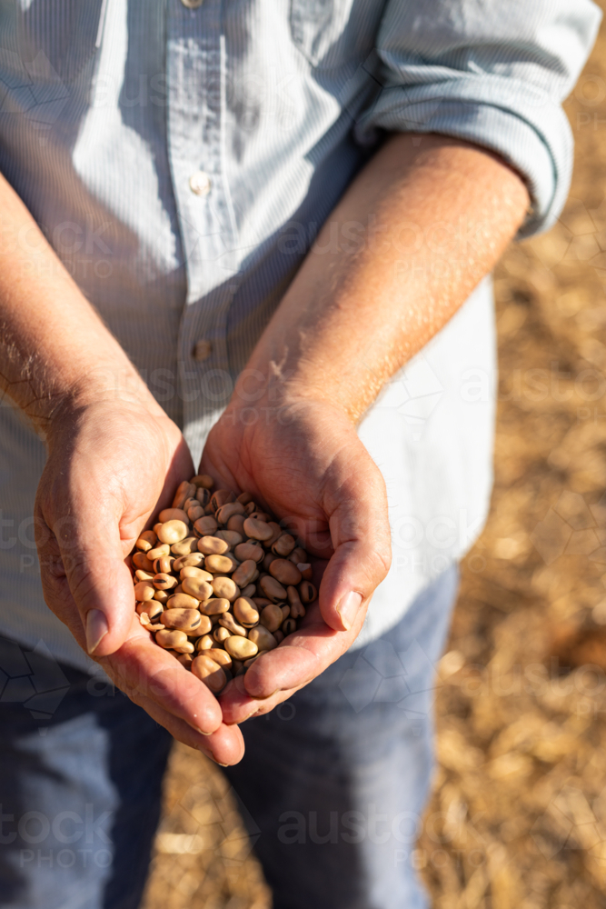 Image of Farmer holding a sample of faba beans at harvest time ...