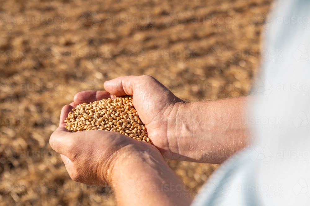 Image of Farmer holding a sample of wheat seeds at harvest time ...
