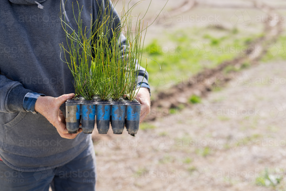Image of Farmer holding a seedling tray of young casuarina (tree ...