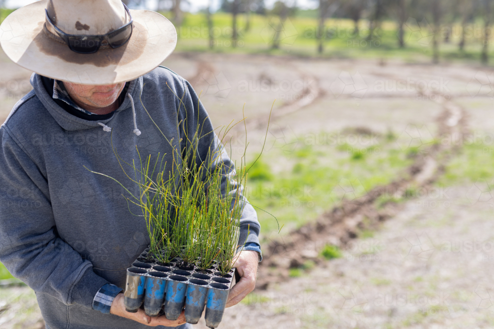 Image of Farmer holding a seedling tray of young casuarina (tree ...