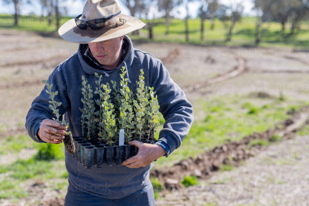Image of farmer holding a tray of saltbush seedlings - Austockphoto