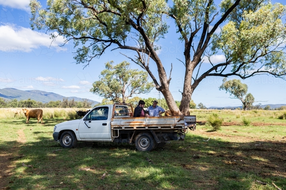 Image of Farmer in paddock with ute checking on cattle showing grand ...