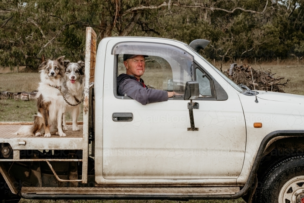 Image of Farmer in ute with farm dogs all looking at camera. - Austockphoto