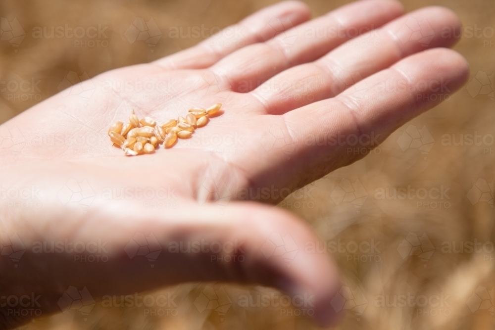 Image of Farmer inspecting a sample of wheat seeds at harvest time ...