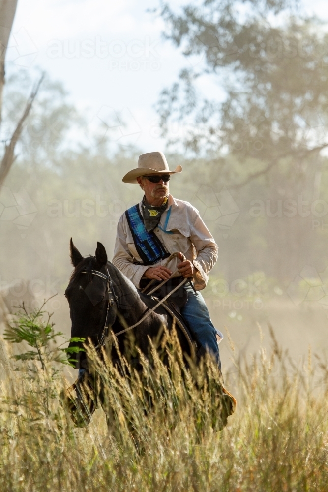 Image of Farmer mustering on horseback through tall grass and light ...