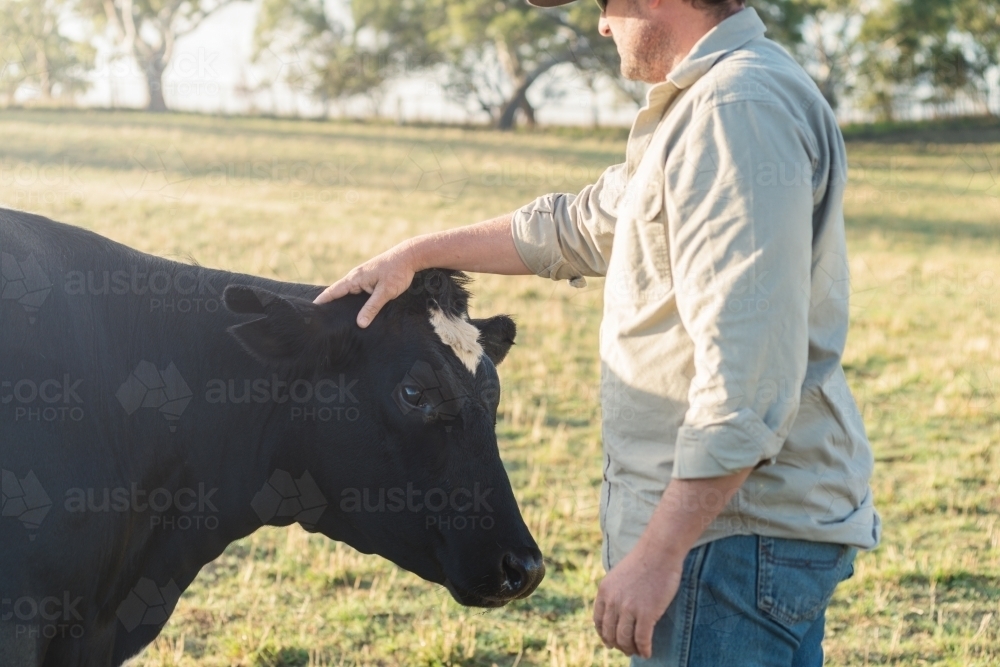 Image of farmer patting one of his cows - Austockphoto