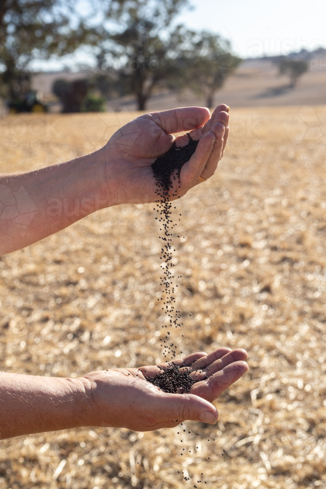 Image of Farmer pouring canola into his hand at harvest time - Austockphoto